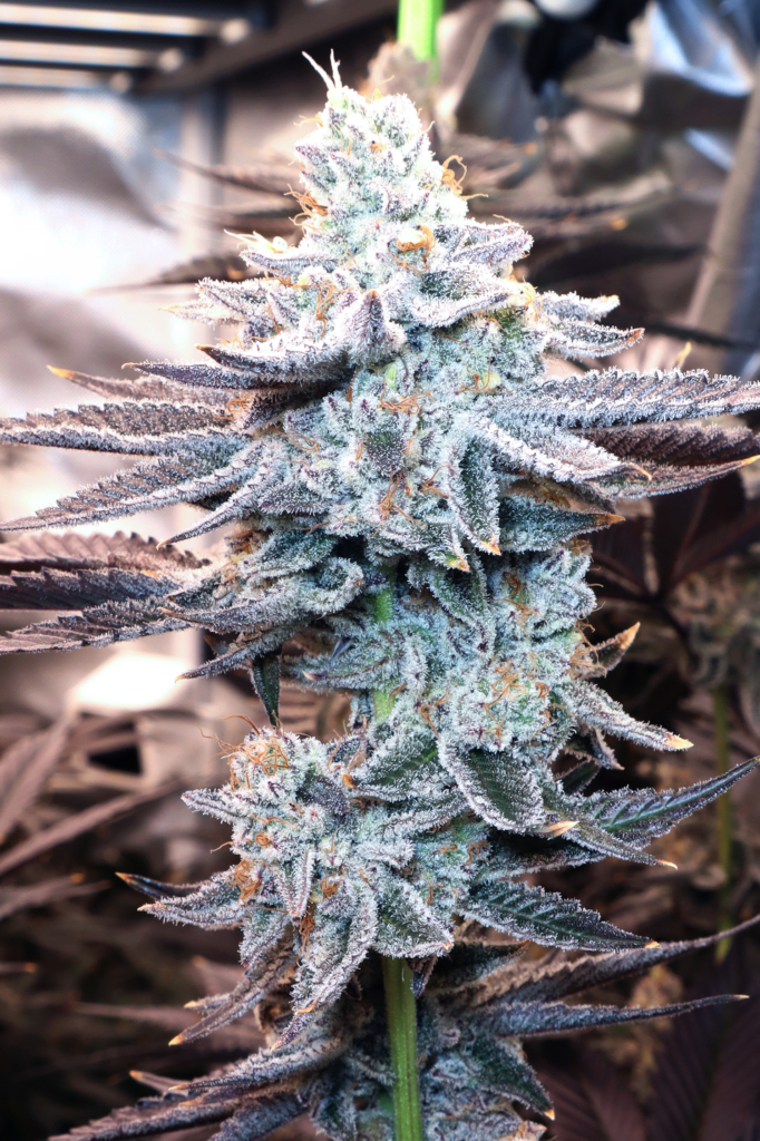 Dante's Inferno [Clone] - Cannabis Seeds and Clones: ZP Strains