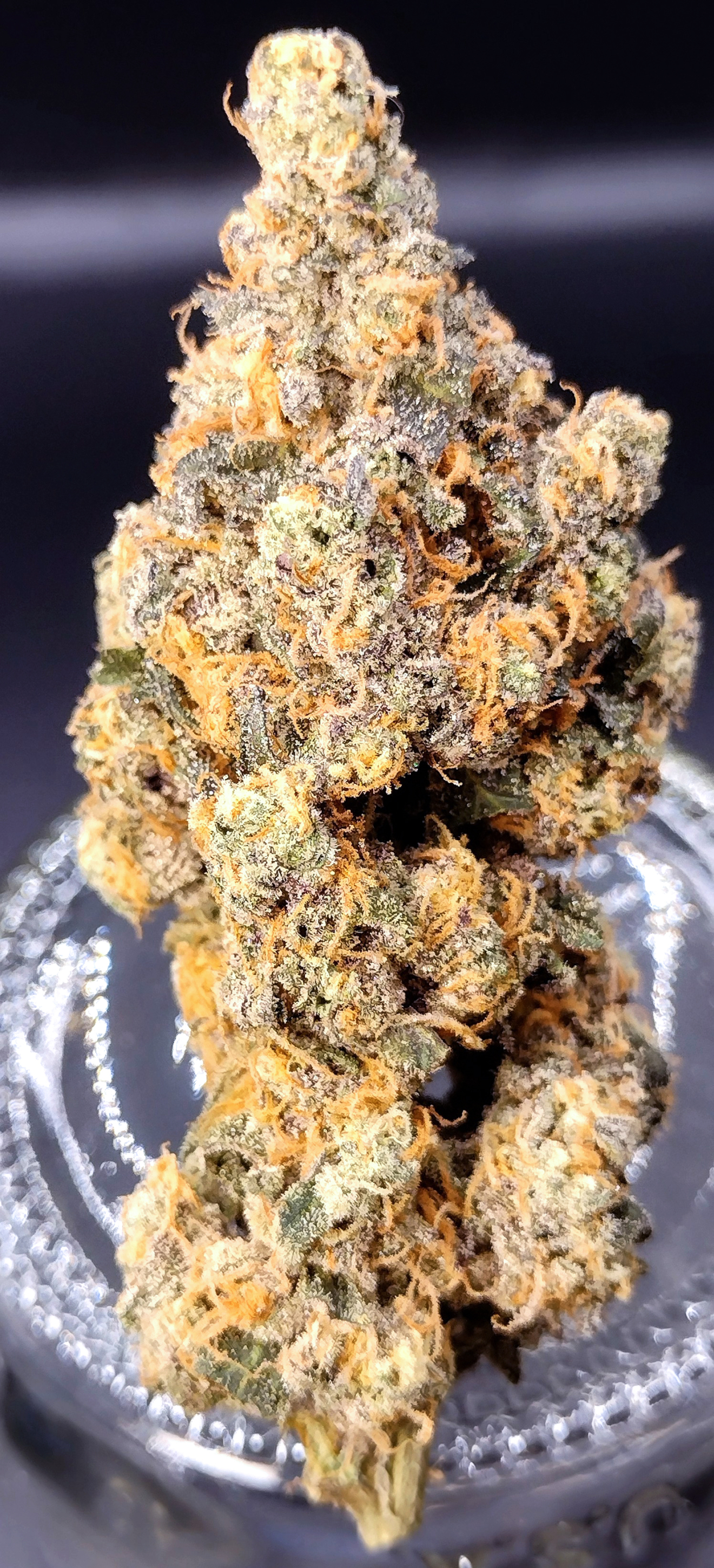 Pop Rocks (Pressure x Gush Mints) - Cannabis Seeds and Clones: ZP Strains