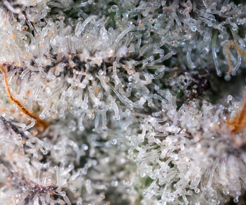 Cap Junky [Clone] - ZP Strains: Cannabis Seeds and Clones