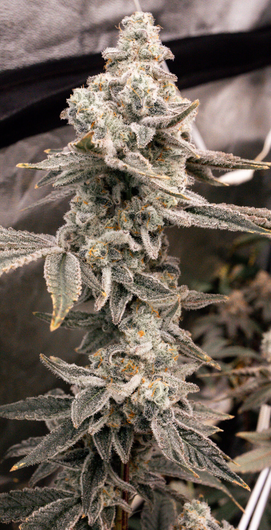 Cap Junky [Clone] - Cannabis Seeds and Clones: ZP Strains