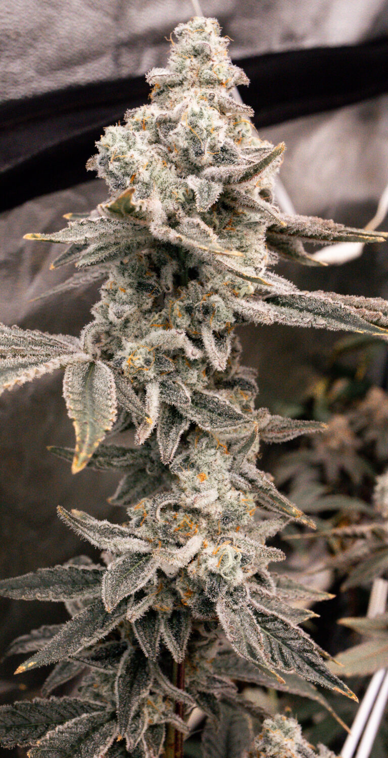 Cap Junky [Clone] - ZP Strains: Cannabis Seeds and Clones